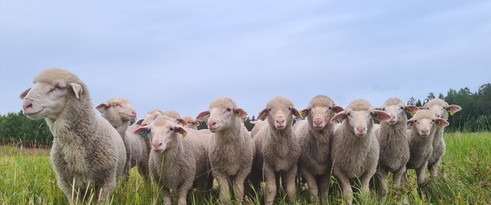 Merino :: merinogården